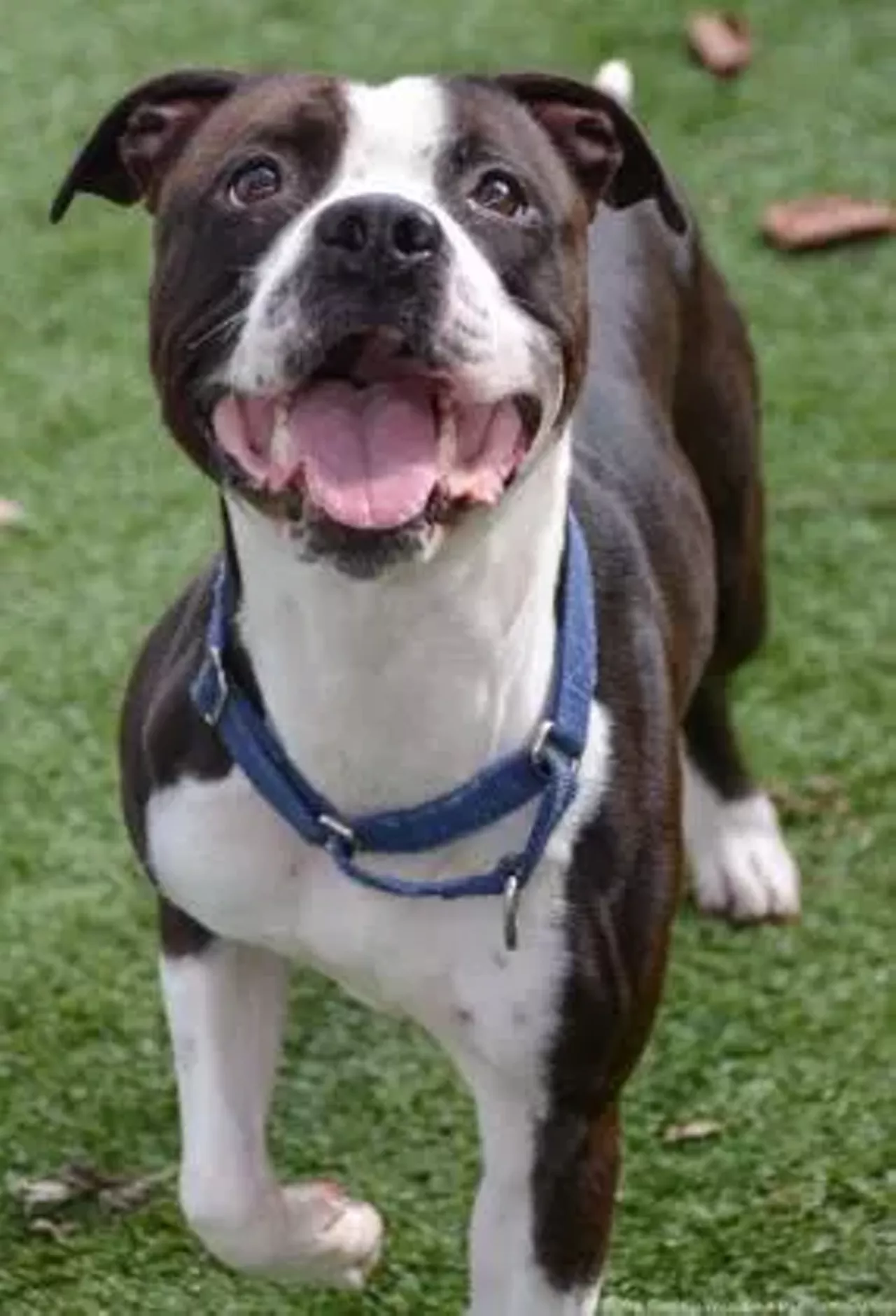 20 Photos of Newly Available Dogs & Cats to Adopt at Cleveland APL ...