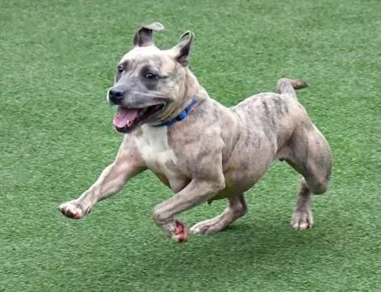 25 Adorable Dogs Waiting at the Cleveland APL and County Shelter for ...