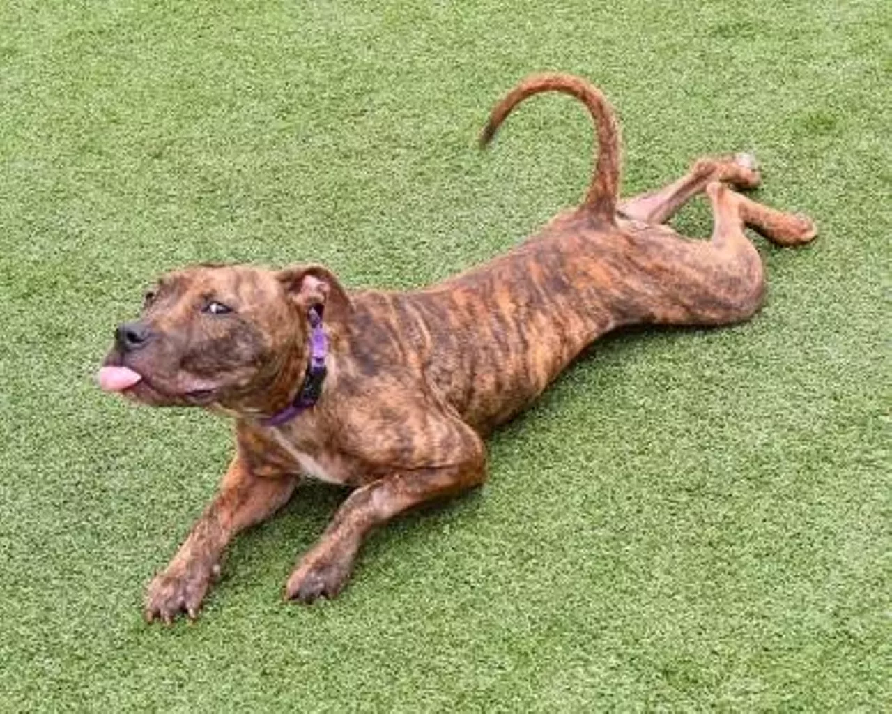 25 Adorable Dogs Waiting at the Cleveland APL and County Shelter for ...