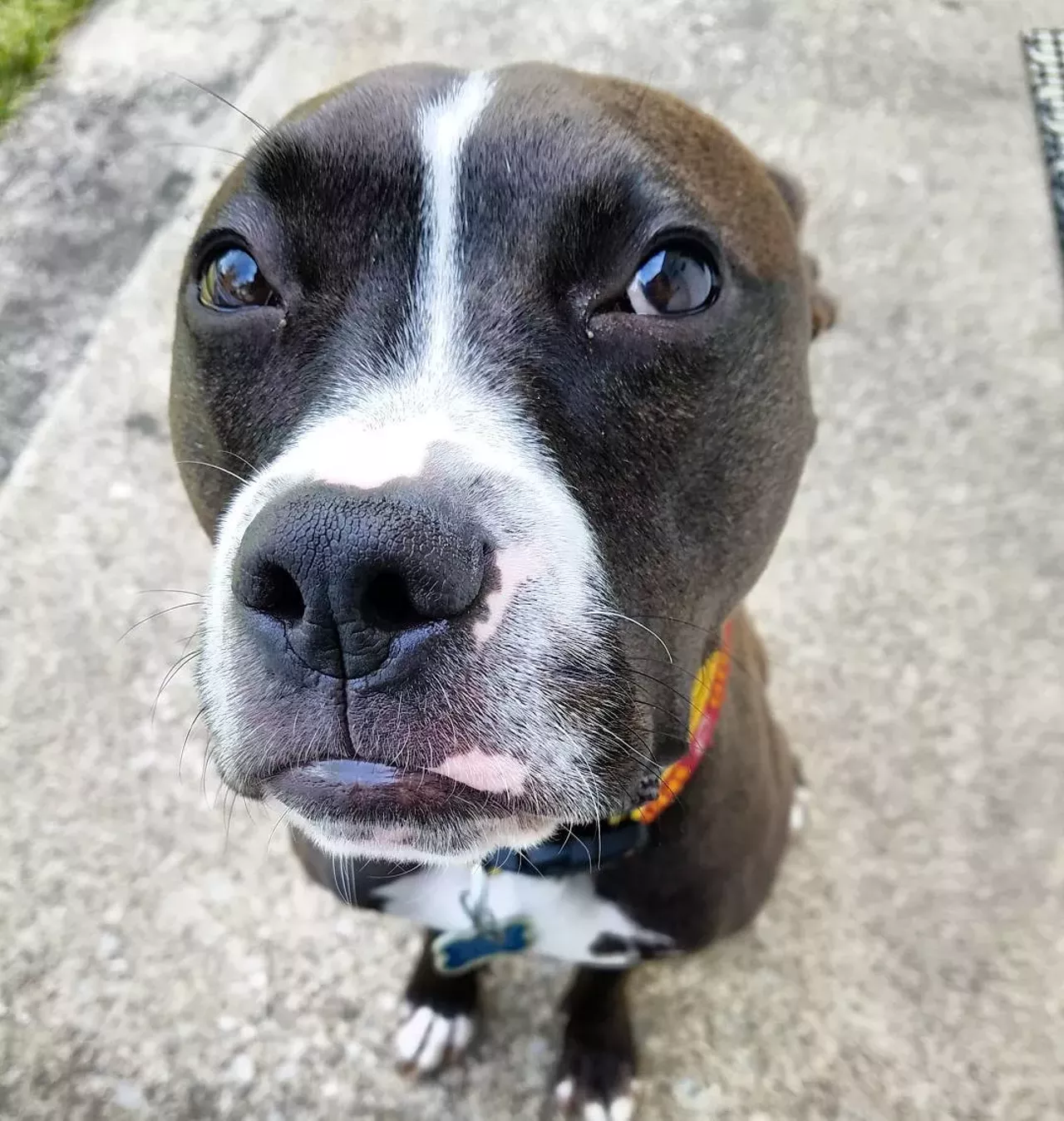 38 Instagram Famous Dogs in Cleveland | Cleveland | Cleveland Scene