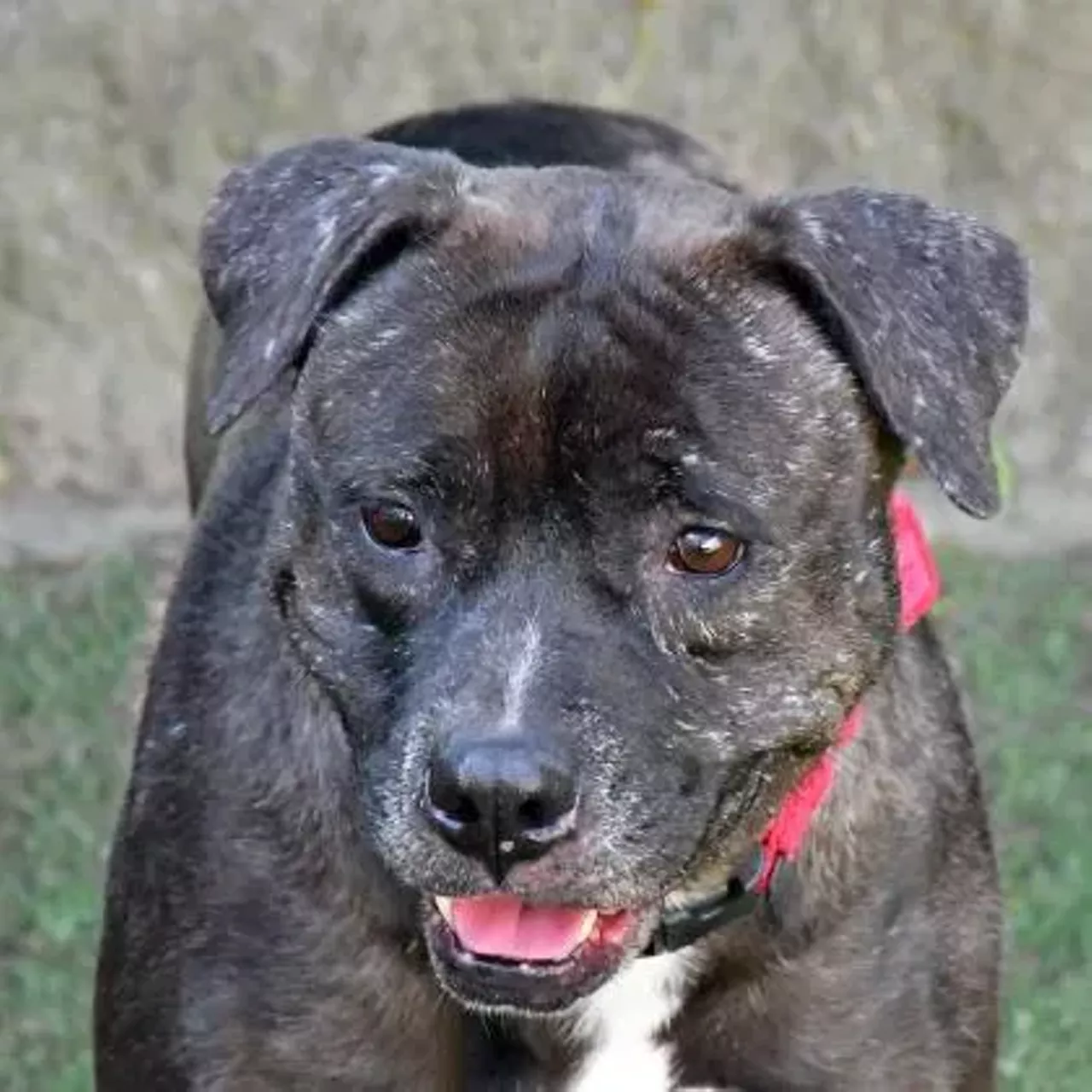 64 Adoptable Dogs Waiting At The County Shelter And Cleveland APL For ...