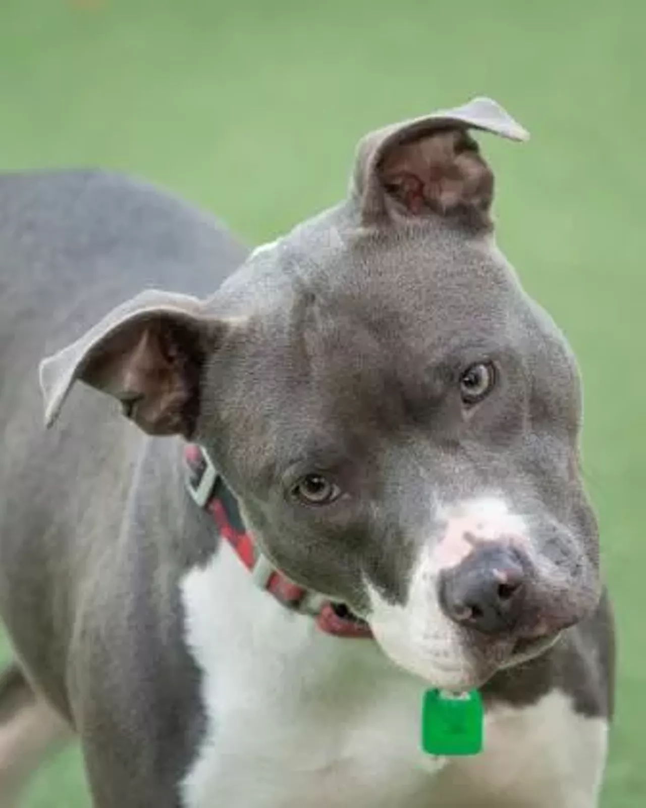 64 Adoptable Dogs Waiting At The County Shelter And Cleveland APL For ...