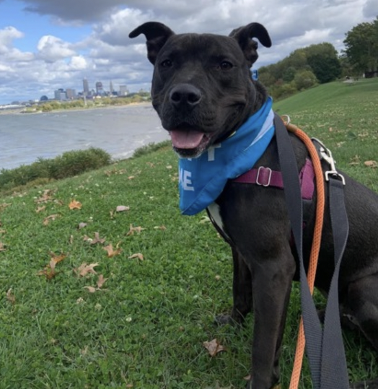 All the Pups Up for Adoption Through City Dogs Cleveland, Which Is Over ...