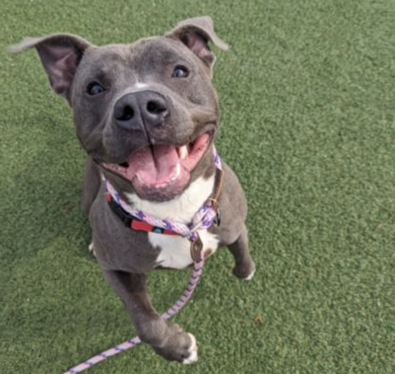 All the Pups Up for Adoption Through City Dogs Cleveland, Which Is Over ...