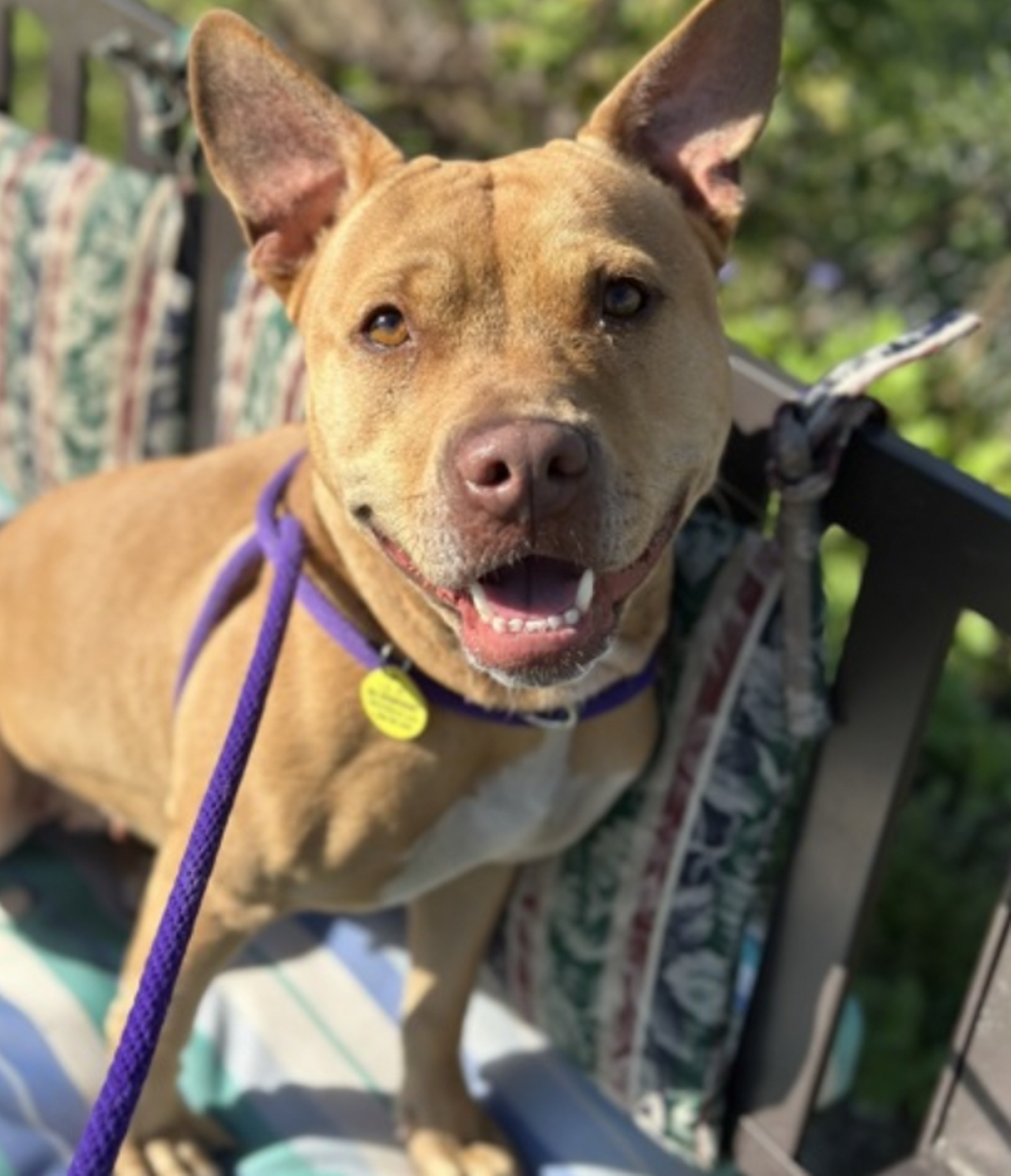 All the Pups Up for Adoption Through City Dogs Cleveland, Which Is Over ...