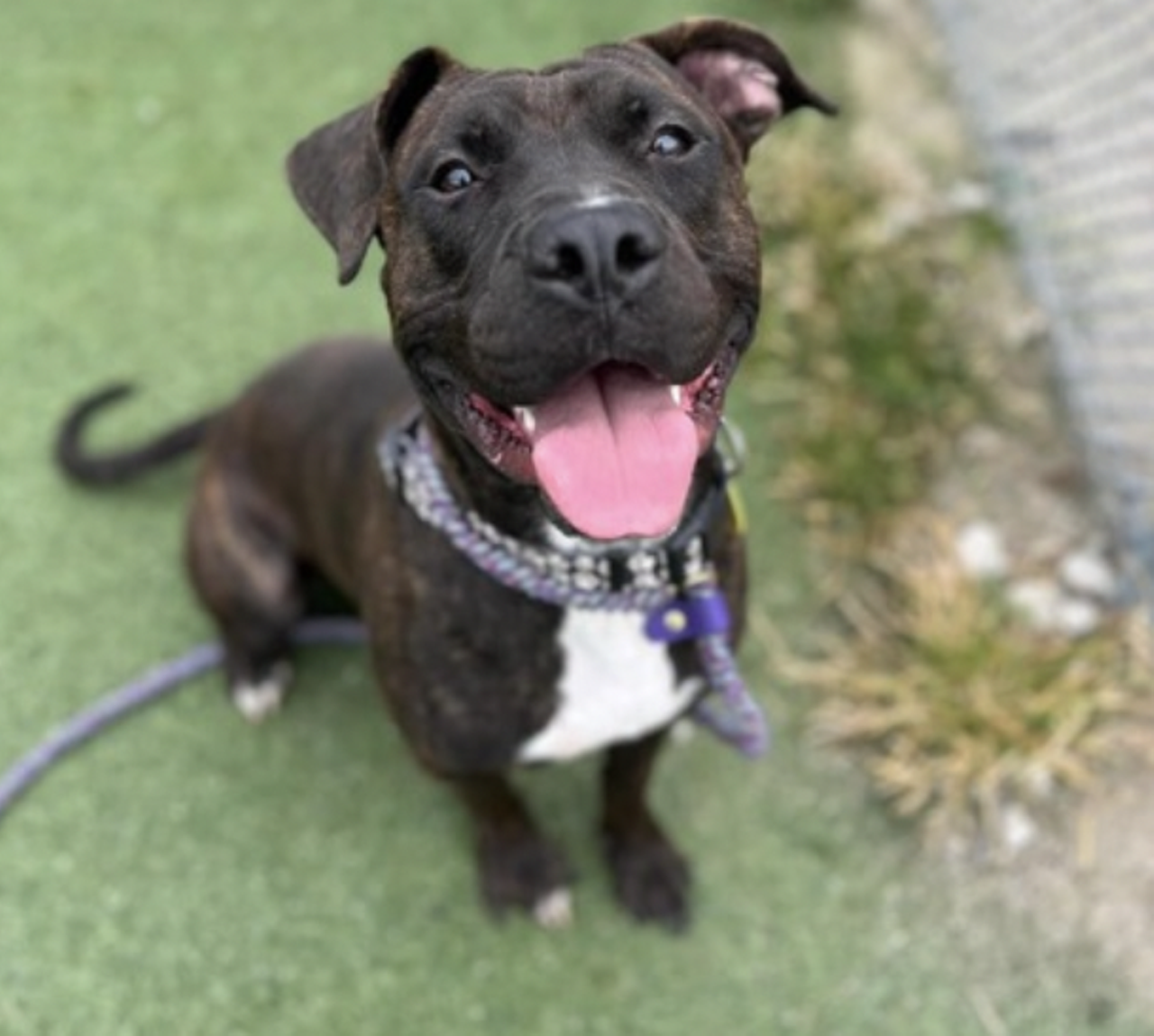 All the Pups Up for Adoption Through City Dogs Cleveland, Which Is Over ...