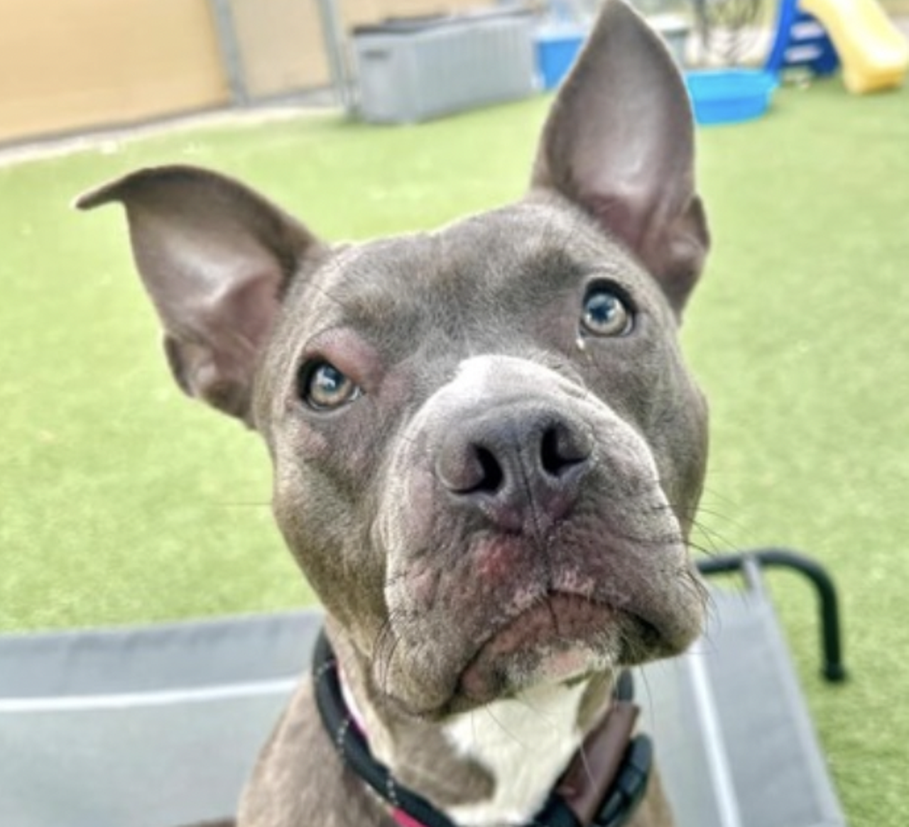 All the Pups Up for Adoption Through City Dogs Cleveland, Which Is Over ...