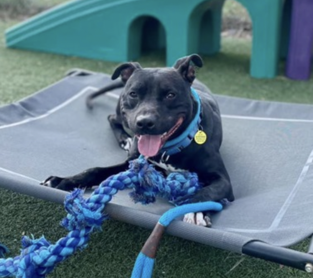 All the Pups Up for Adoption Through City Dogs Cleveland, Which Is Over ...