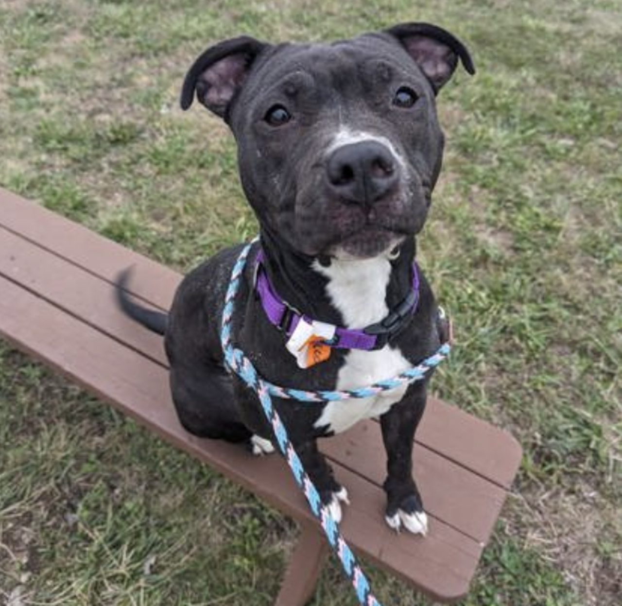 All the Pups Up for Adoption Through City Dogs Cleveland, Which Is Over ...