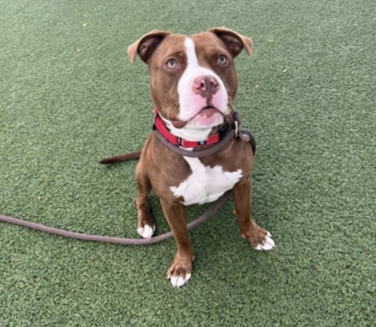 All the Pups Up for Adoption Through City Dogs Cleveland, Which Is Over ...