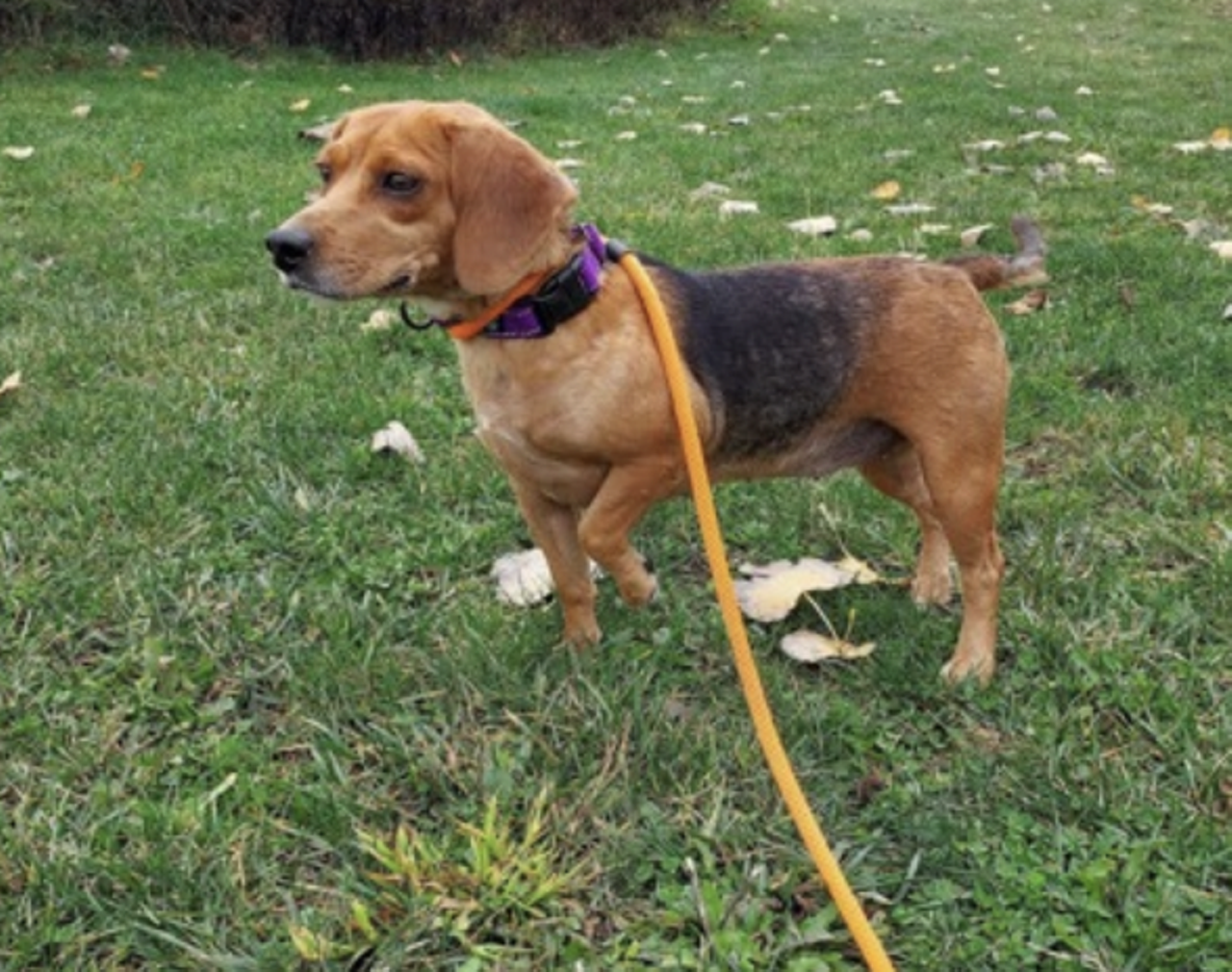 All the Pups Up for Adoption Through City Dogs Cleveland, Which Is Over ...