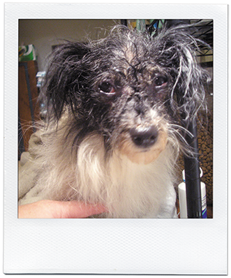 Do The Amish Communities Breed Dogs
