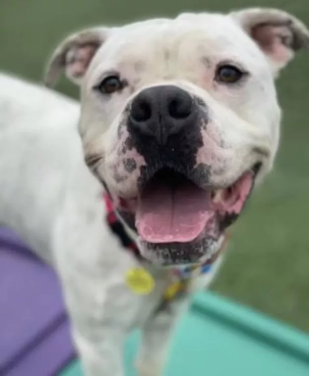 City Dogs Cleveland's Kennels Are Currently Full, Here Are Their 67 ...