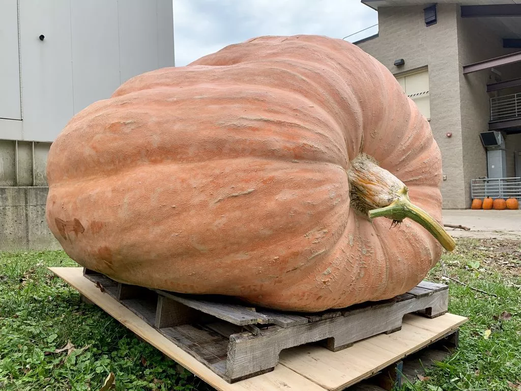 Watch These Cleveland Elephants Go Wild Over a 1,300-Pound Pumpkin ...