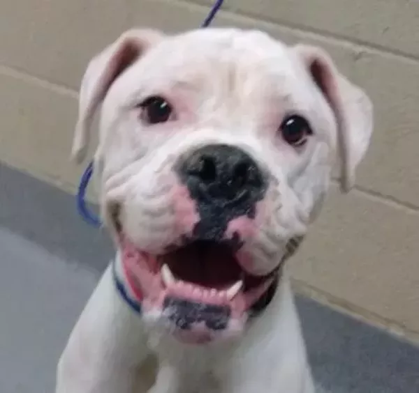 20 Photos of Newly Available Dogs & Cats to Adopt at Cleveland APL ...