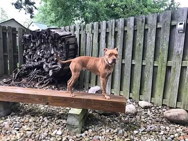 34 Adorable Ohio Dogs You'll Want to Adopt Today at Woofstock ...