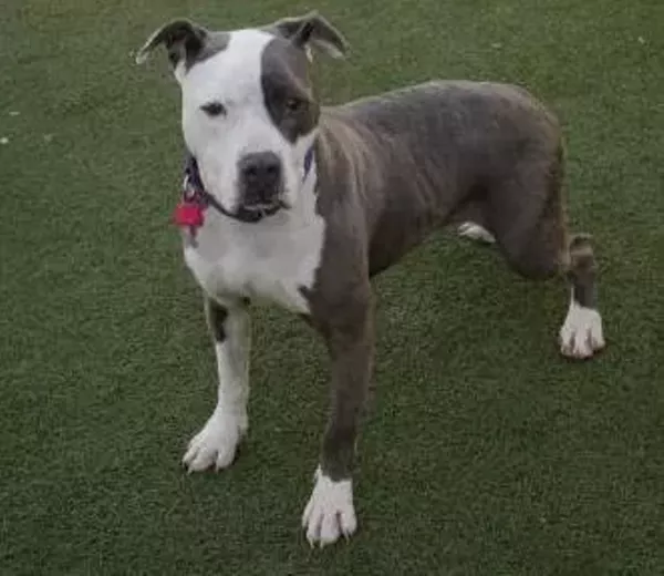 64 Adoptable Dogs Waiting At The County Shelter And Cleveland APL For ...