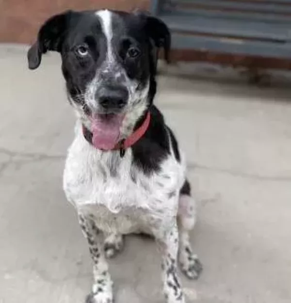 64 Adoptable Dogs Waiting At The County Shelter And Cleveland APL For ...