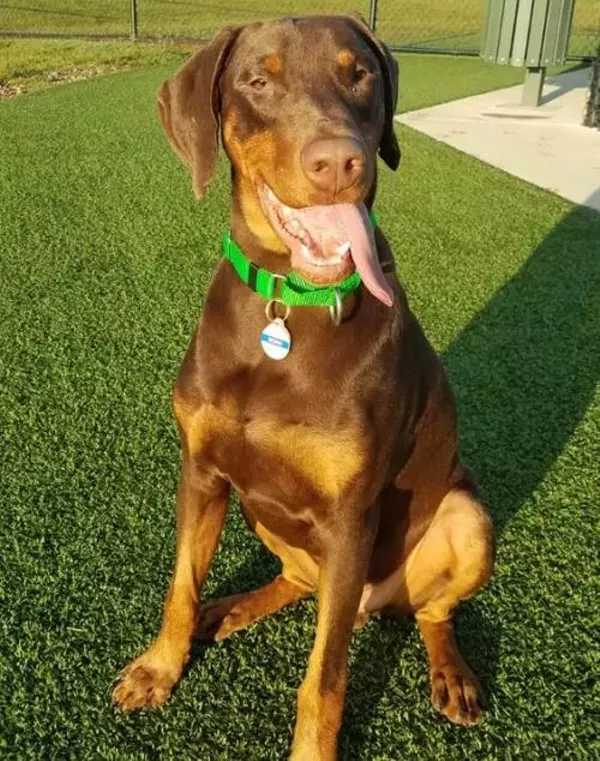 34 Adorable Ohio Dogs You'll Want to Adopt Today at Woofstock ...