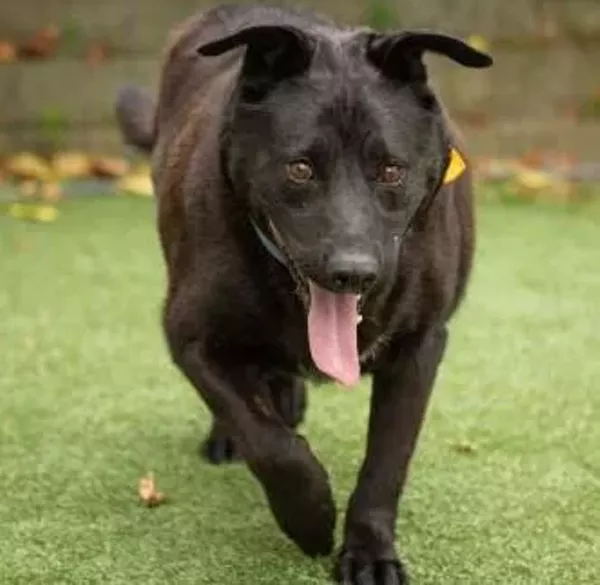 64 Adoptable Dogs Waiting At The County Shelter And Cleveland APL For ...