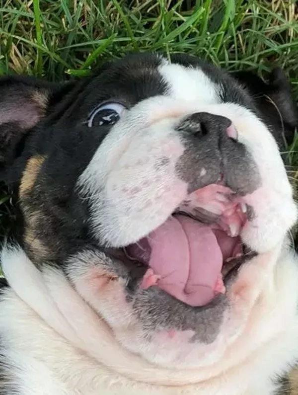 34 Adorable Ohio Dogs You'll Want to Adopt Today at Woofstock ...