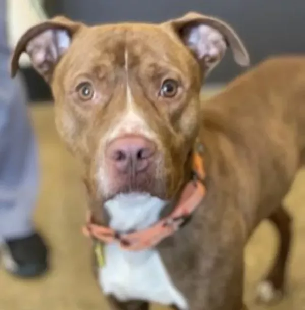 Cleveland's City Dogs Kennel Is Full. Here Are All the Good Pups ...