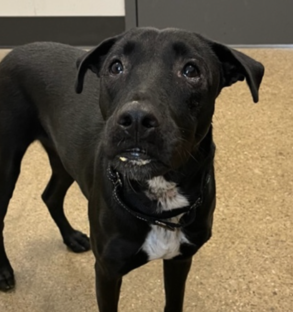 City Dogs Cleveland's Kennels Are Currently Over Capacity, Here Are ...