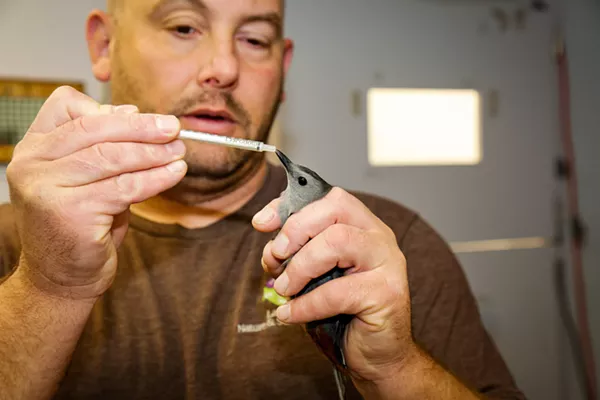 Lights Out Cleveland Has Recovered About 1,000 Dead or Injured Birds ...