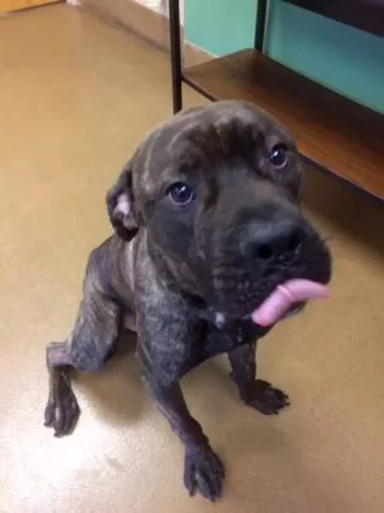 20 Photos of Newly Available Dogs & Cats to Adopt at Cleveland APL ...